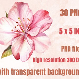 30 PNG Watercolor Cherry Blossom Clipart, Japanese Sakura PNG Clip Art ...
