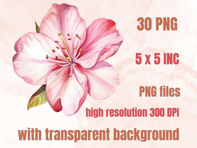 30 PNG Watercolor Cherry Blossom Clipart, Japanese Sakura PNG Clip Art ...
