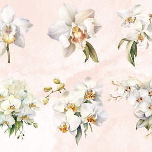 30 PNG Watercolor White Orchids Clipart, Orchid PNG Clip Art Bundle ...