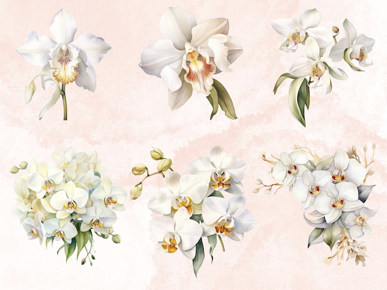 30 PNG Watercolor White Orchids Clipart, Orchid PNG Clip Art Bundle ...