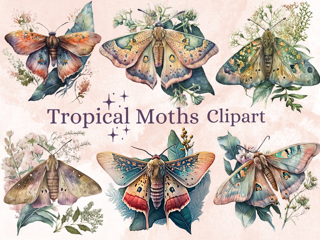 18 PNG Watercolour Tropical Moths Clipart, Floral Moth Clip Art ...