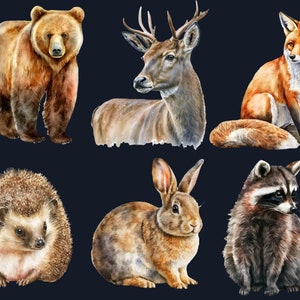 28 PNG Watercolour Woodland Animals Clipart Bundle, Forest Elements ...