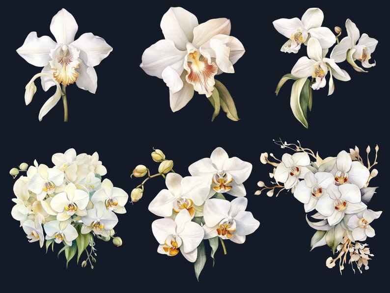 30 PNG Watercolor White Orchids Clipart, Orchid PNG Clip Art Bundle ...