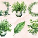 40 PNG Watercolour Greenery Clipart, Botanical PNG Clip Art, Greenery ...