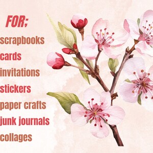 30 PNG Watercolor Cherry Blossom Clipart, Japanese Sakura PNG Clip Art ...