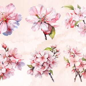 30 PNG Watercolor Cherry Blossom Clipart, Japanese Sakura PNG Clip Art ...