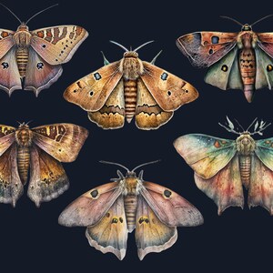 20 PNG Watercolour Retro Moths Clipart, Vintage Moth Clip Art, Retro ...