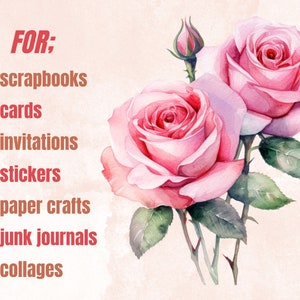 32 PNG Watercolor Pink Roses Clipart Bundle, Blush Rose PNG Clip Art ...