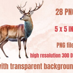 28 PNG Watercolour Woodland Animals Clipart Bundle, Forest Elements ...