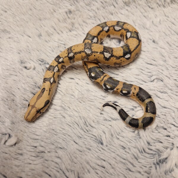 Boa Constrictor - Etsy