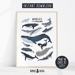 Whales of the Ocean, Whale Print, Ocean Nursery Decor, Nursery Prints ...