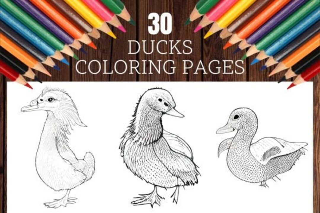 Cute Ducks Coloring Pages, Wild Ducks Graphics, 30 Pages - Etsy