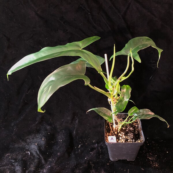 Caladium Bulbs - Etsy