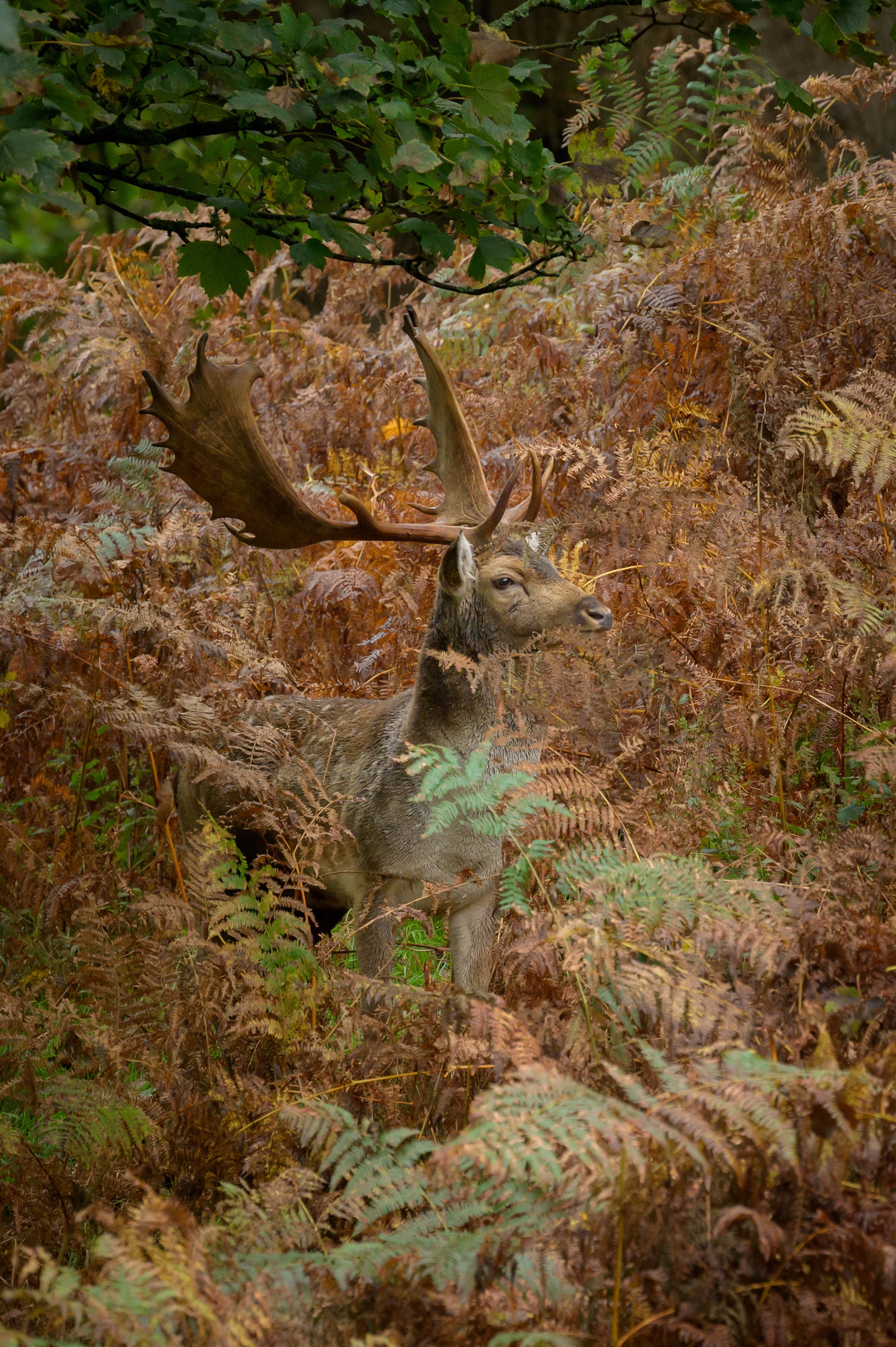 Fallow Deer in Autumn. - Etsy