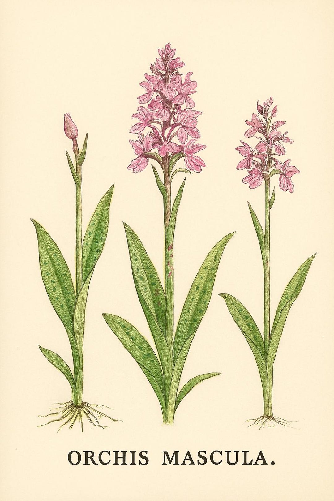 Red List Plants of Northern Europe – Set of 5 Variants – A3 Digital ...