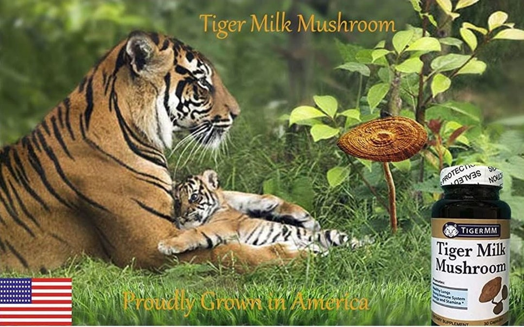 Tiger Milk Mushroom (lignosus Rhin) USA Made - Etsy