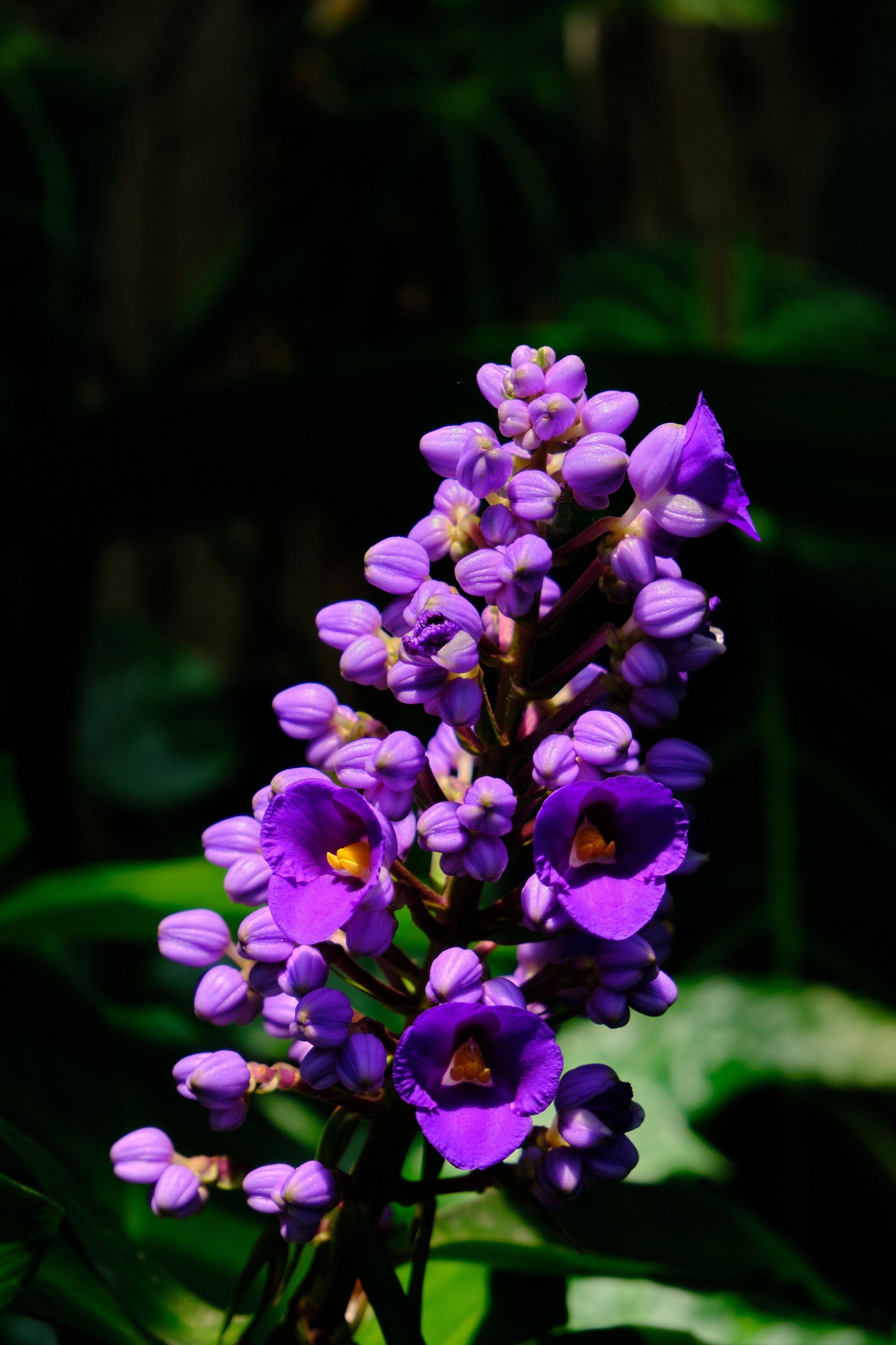 Blue Ginger Digital Photo - Etsy