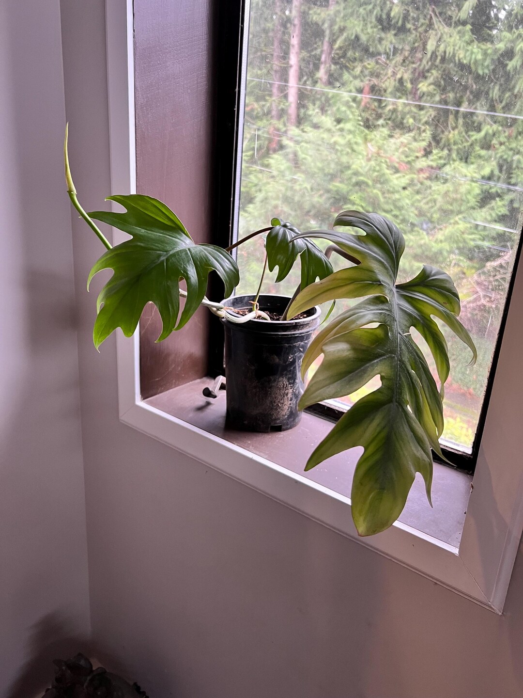 Philodendron Lickety-split - Etsy