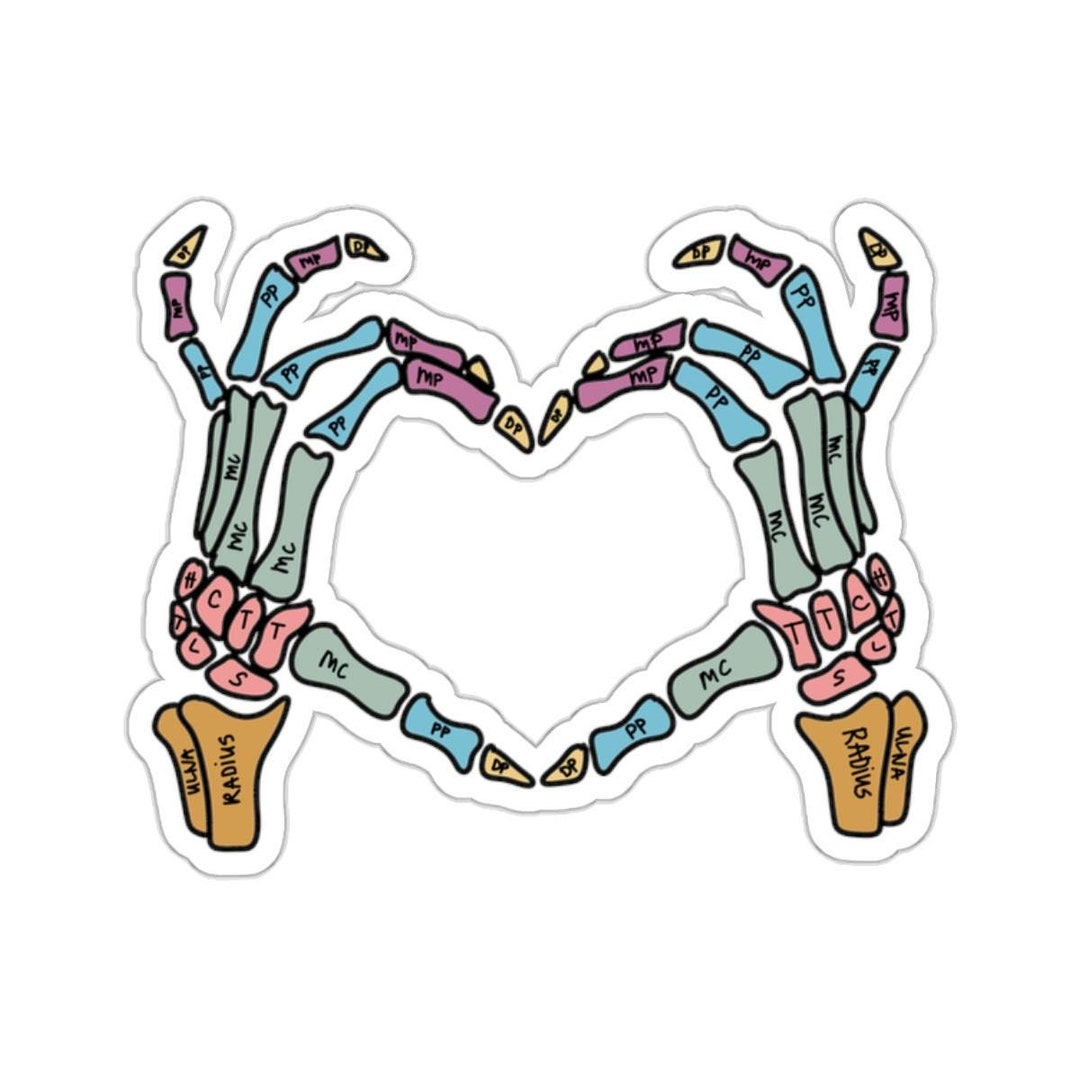 Heart Hands Sign Anatomy | Physical Therapy Stickers | Anatomy Sticker ...