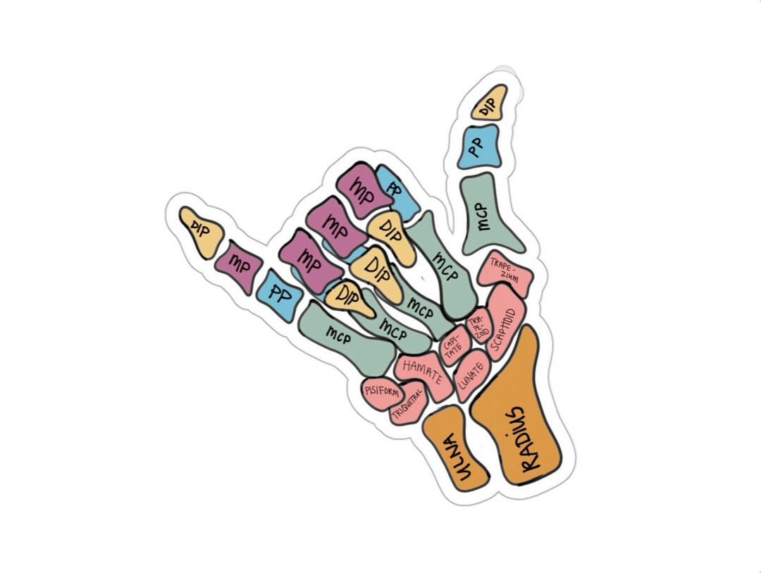 Hand Anatomy Shaka Sign Physical Therapy Stickers Anatomy Sticker Hang ...
