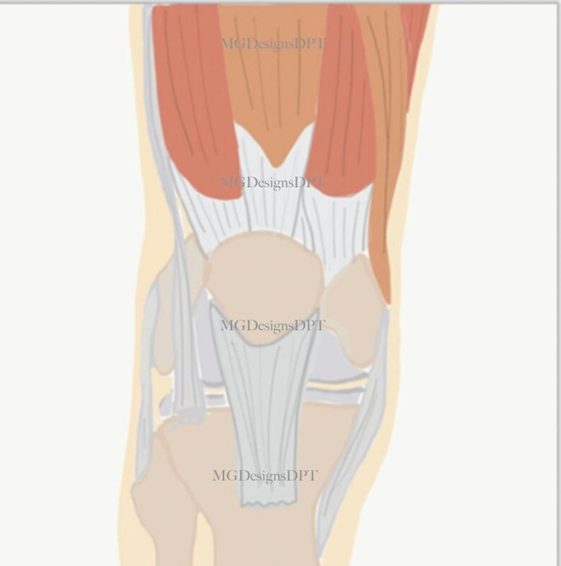 Knee Anatomy Sticker Muscles Tendons Bones No Labels - Etsy