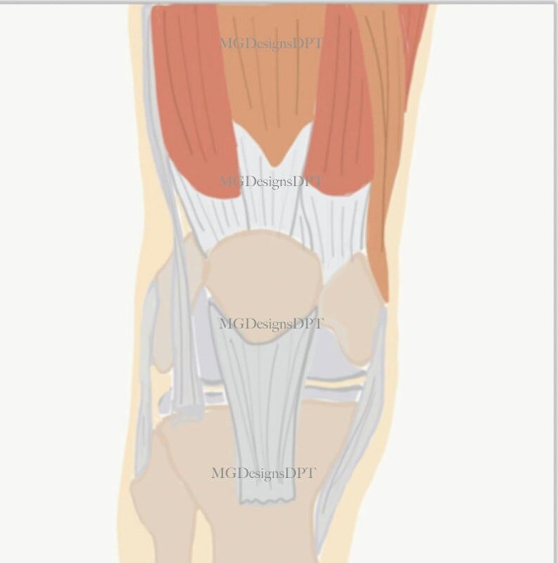 Knee Anatomy Sticker Muscles Tendons Bones No Labels - Etsy