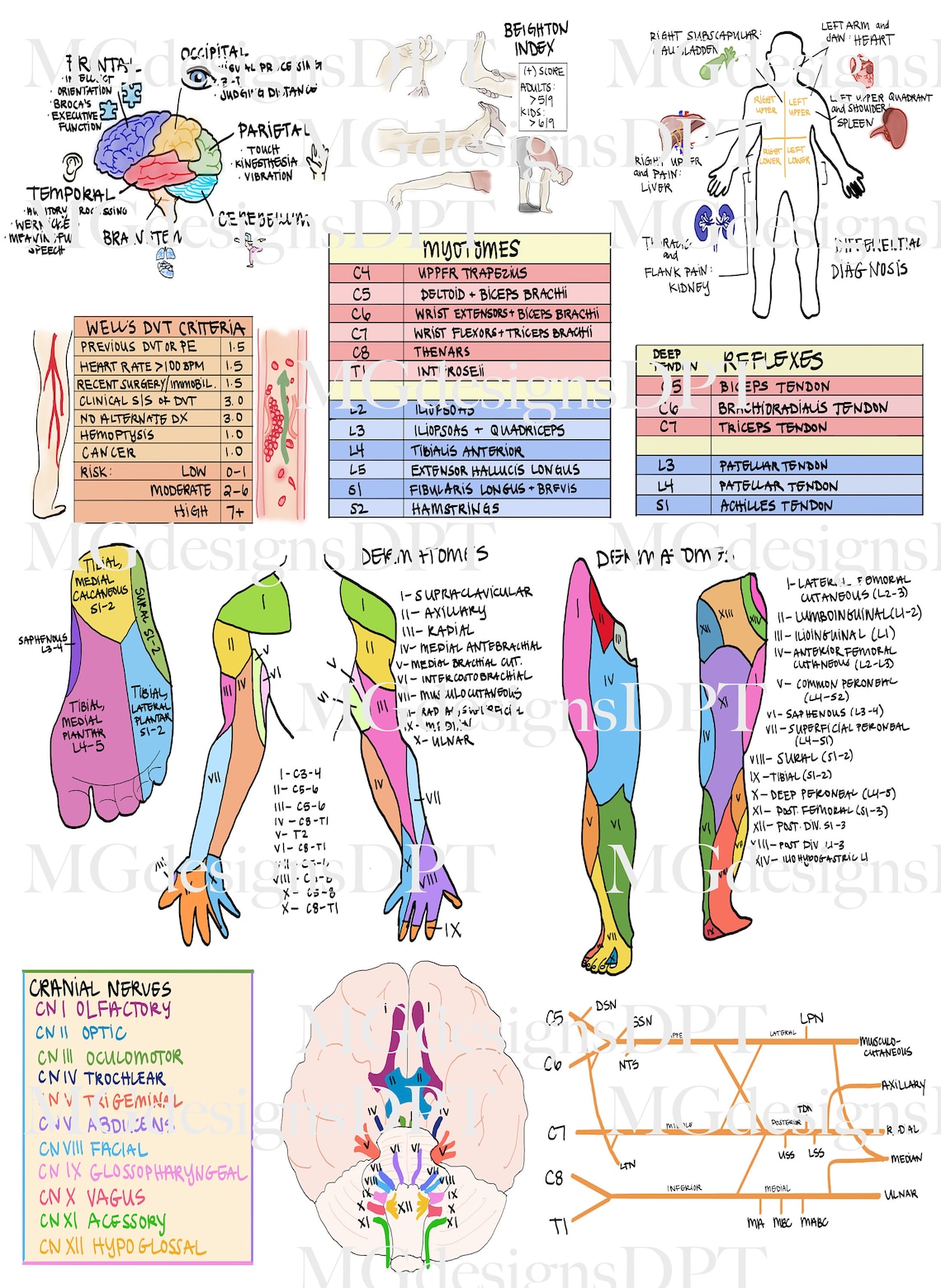 Physical Therapy Guide Sheet PT School Reference, Cheat Sheet ...