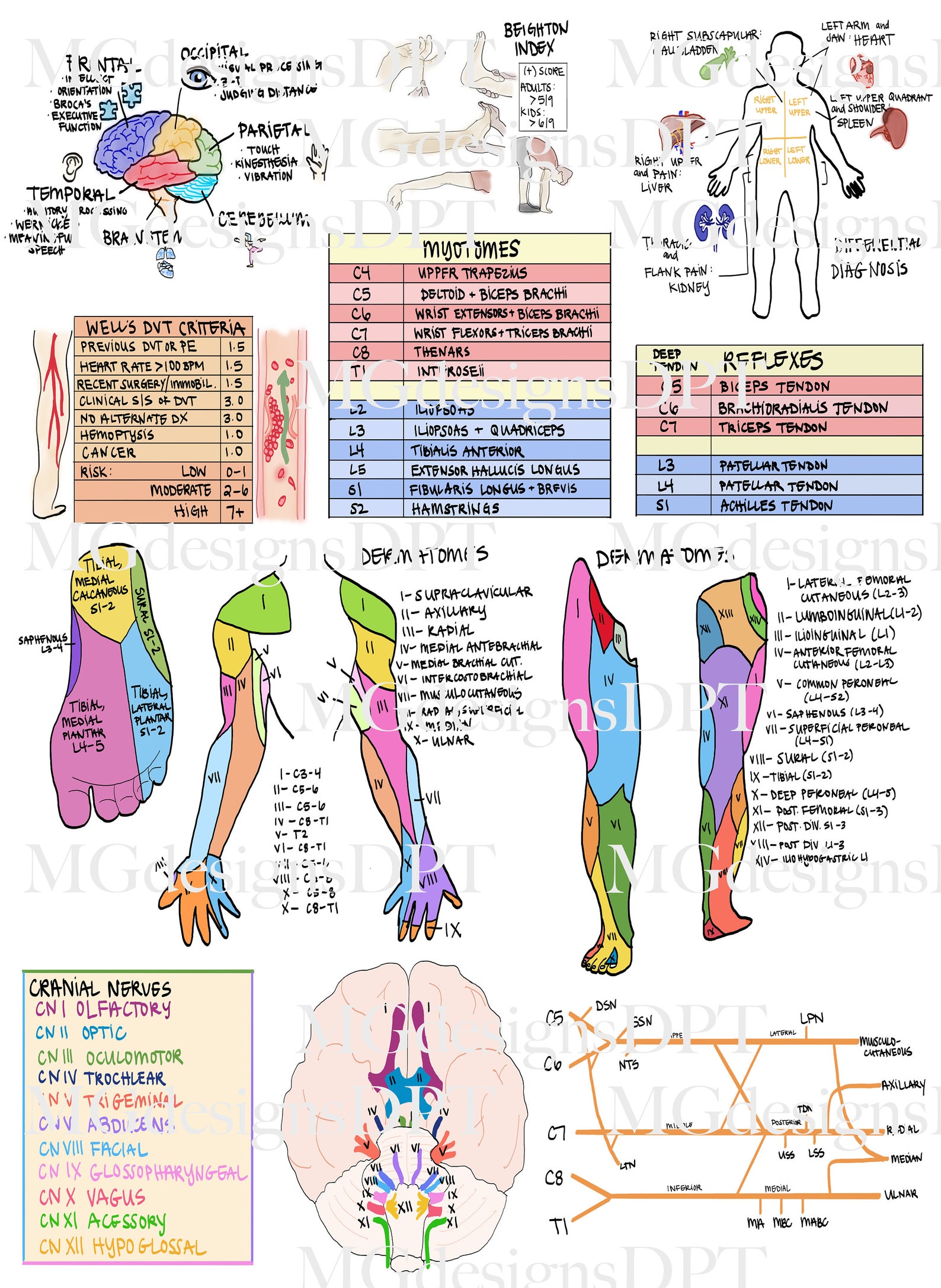 Physical Therapy Guide Sheet PT School Reference Cheat - Etsy