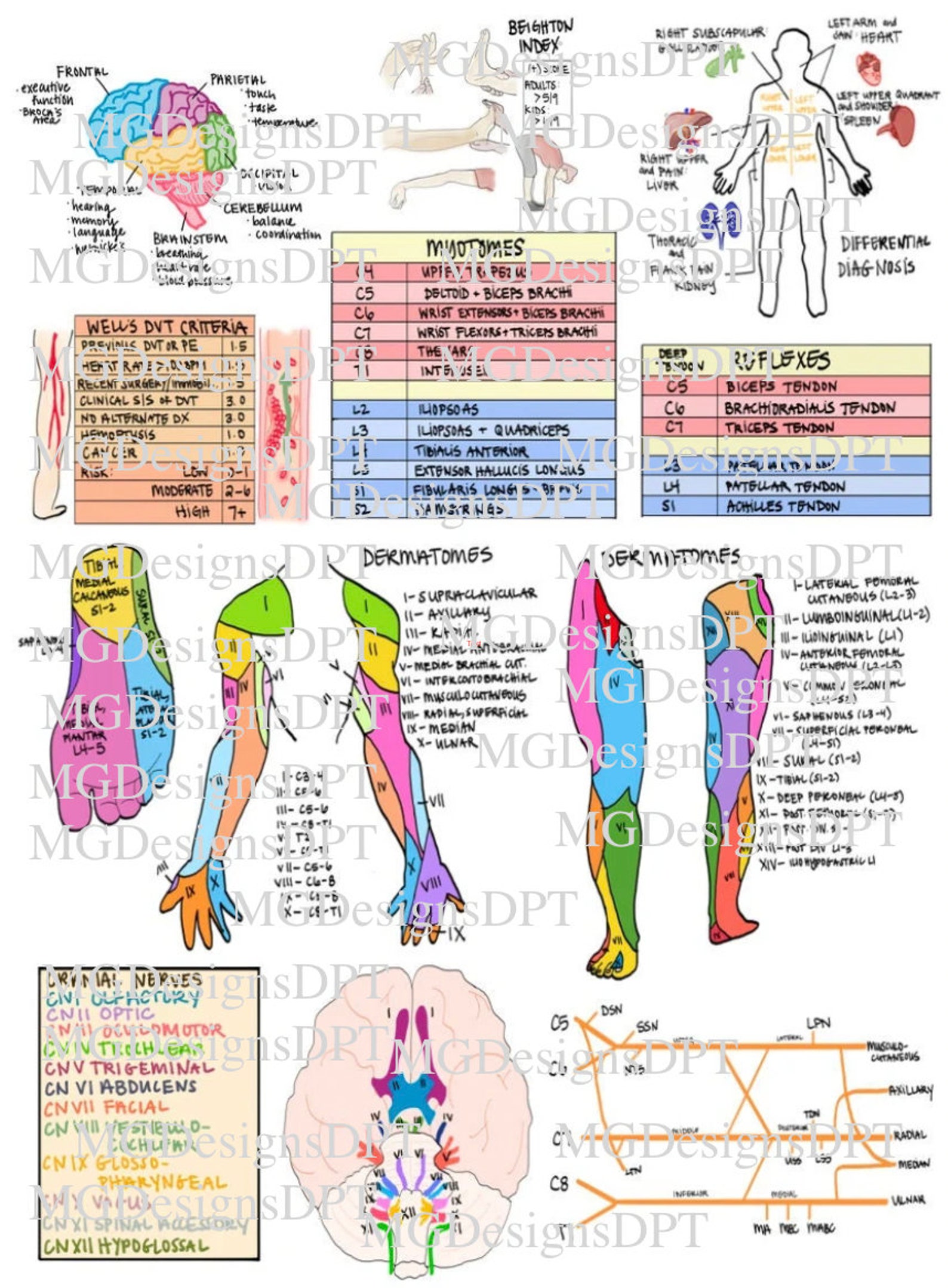 Physical Therapy Guide Sheet | PT School Reference, Cheat Sheet ...