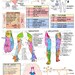 Physical Therapy Guide Sheet PT School Reference, Cheat Sheet ...