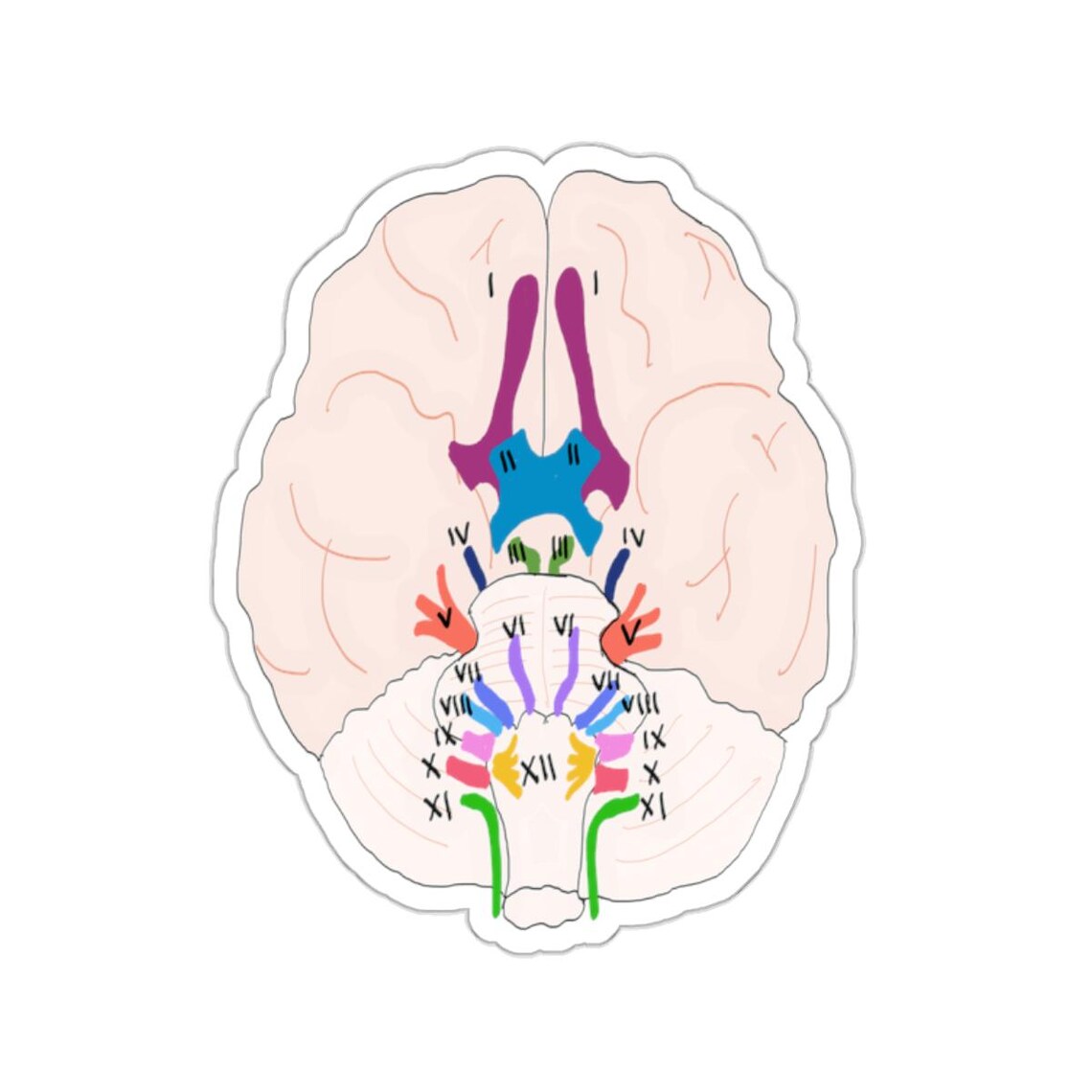 Cranial Nerves Sticker | Anatomy Sticker | DPT, Physical Therapy ...