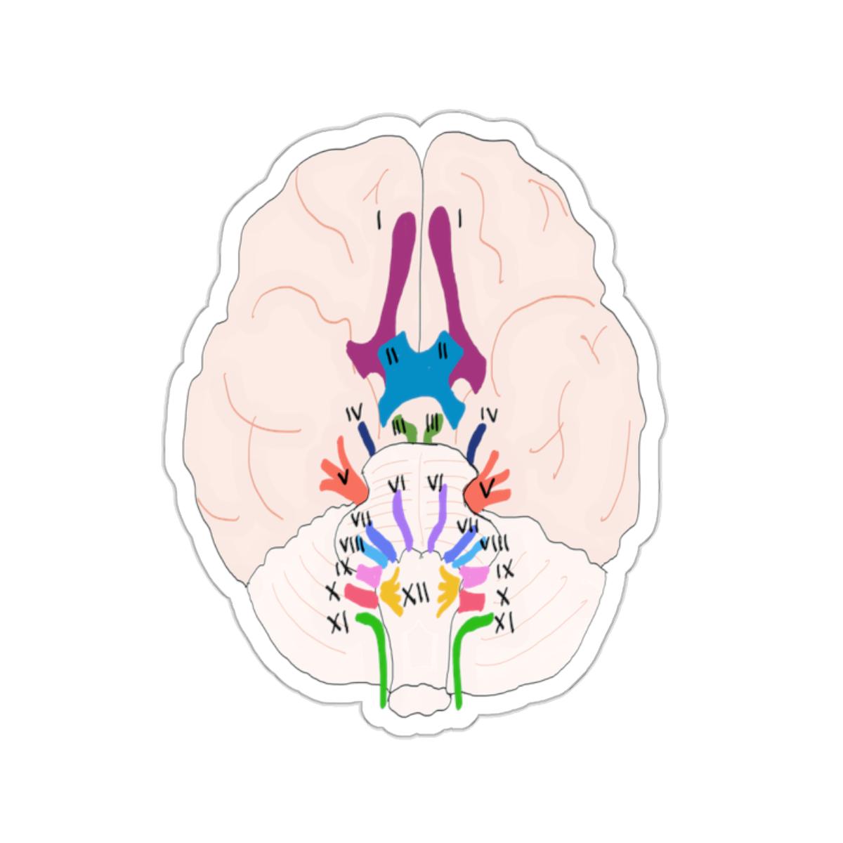 Cranial Nerves Sticker | Anatomy Sticker | DPT, Physical Therapy ...