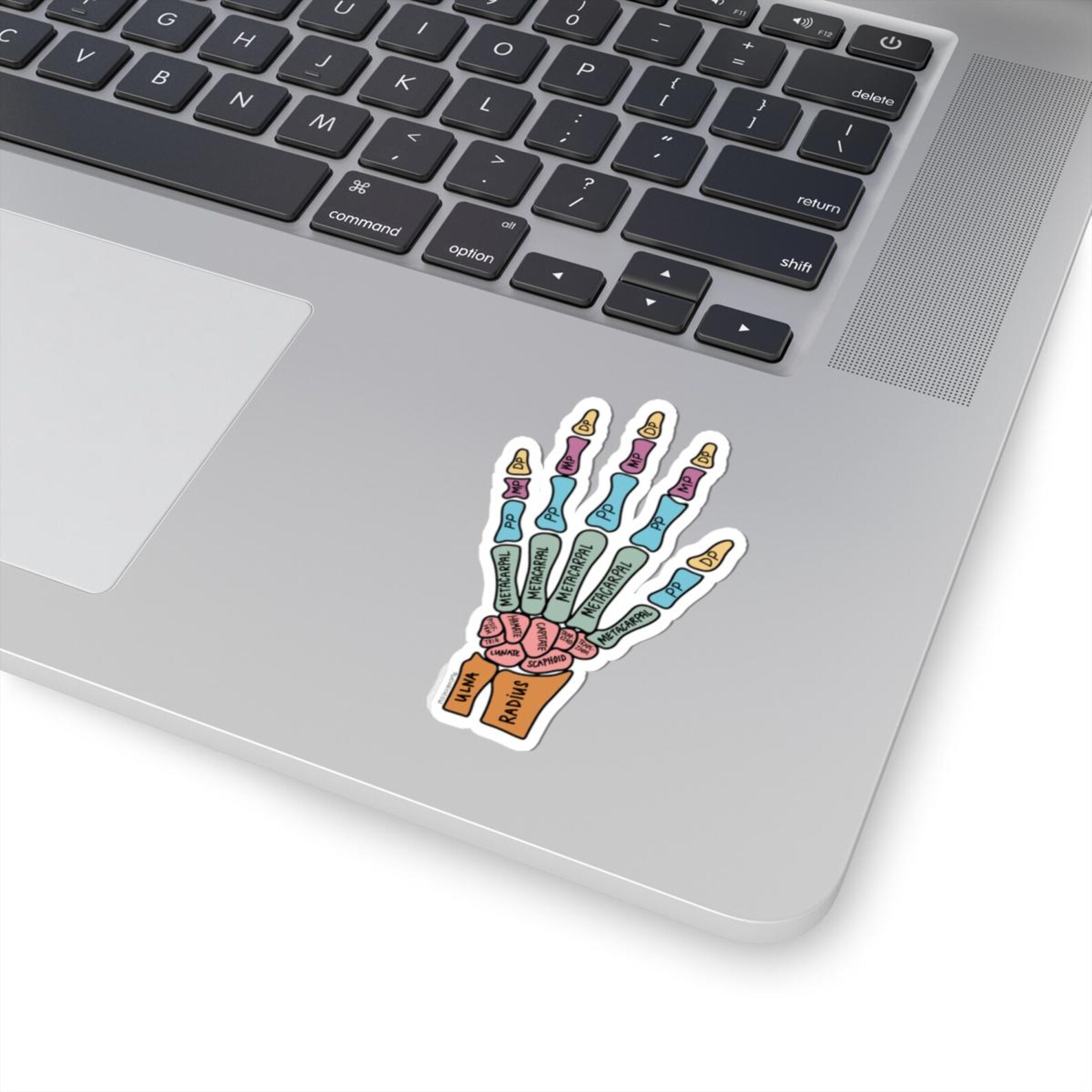 Hand Anatomy Sticker | Anatomical Hand Bones Labeled | Physical Therapy ...