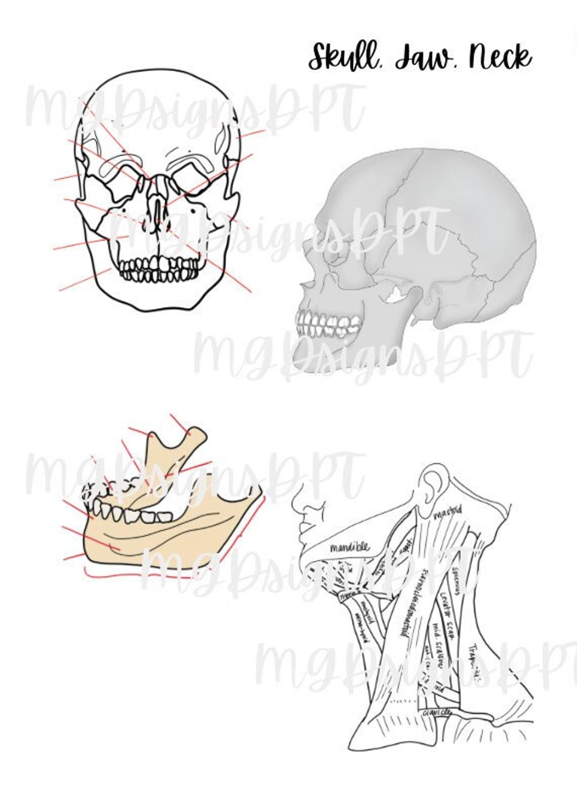 Skull, Jaw, Neck Anatomy Cheat Sheet and Guide Including Anatomy Quiz ...