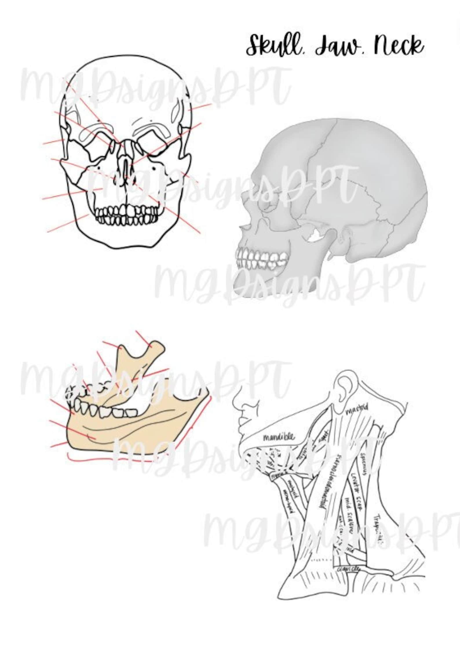 Skull, Jaw, Neck Anatomy Cheat Sheet and Guide Including Anatomy Quiz ...