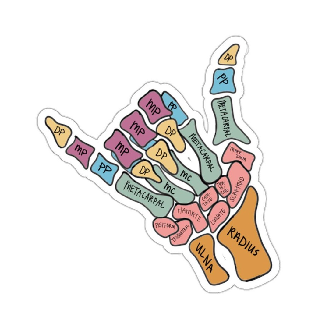Hand Anatomy Shaka Sign | Physical Therapy Stickers | Anatomy Sticker ...