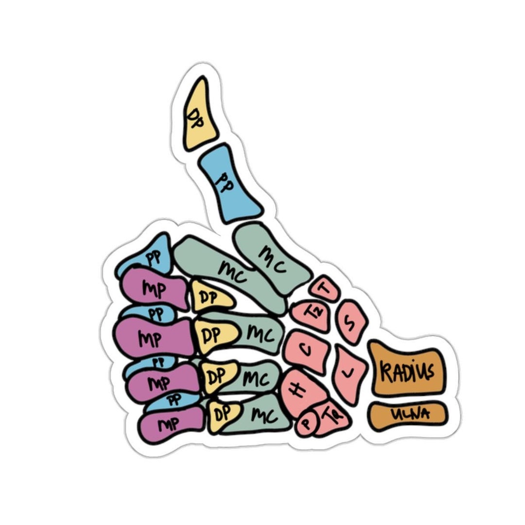 Thumbs up Sign - Hand Anatomy | Physical Therapy Stickers | Anatomy ...