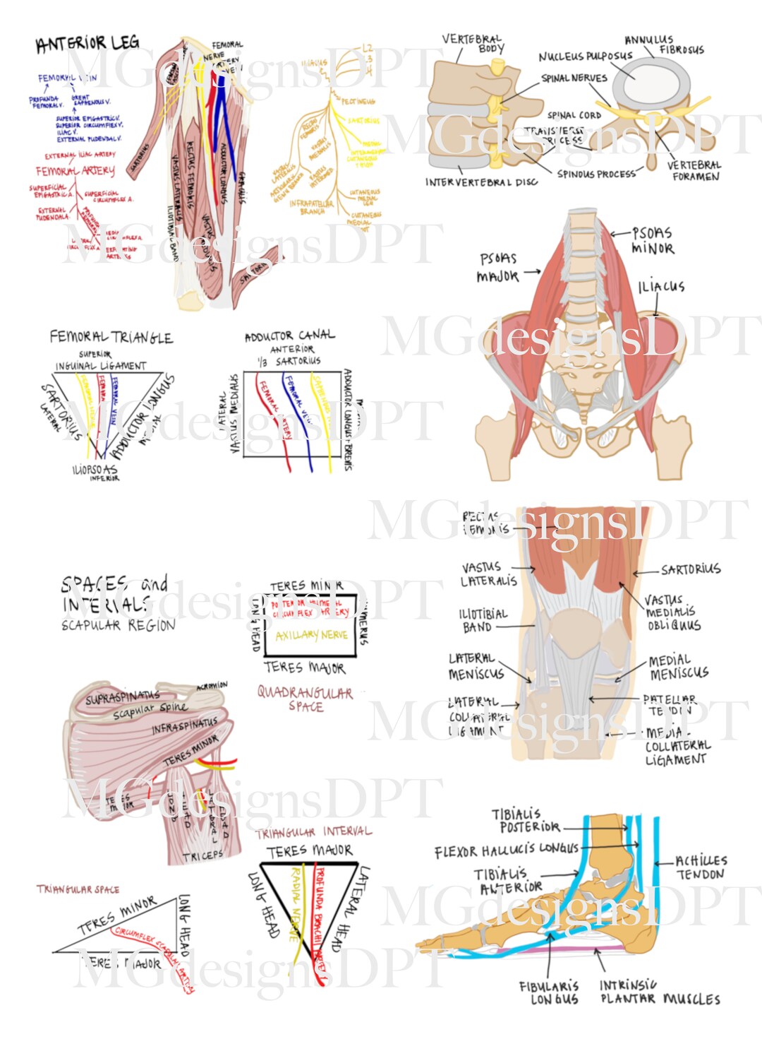 Physical Therapy Anatomy and Spaces/ Intervals Guide Sheet | PT School ...