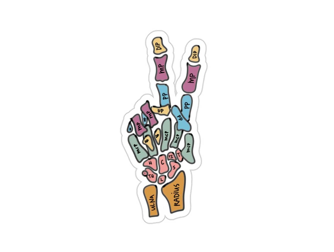 Peace Sign Anatomy Sticker - Etsy