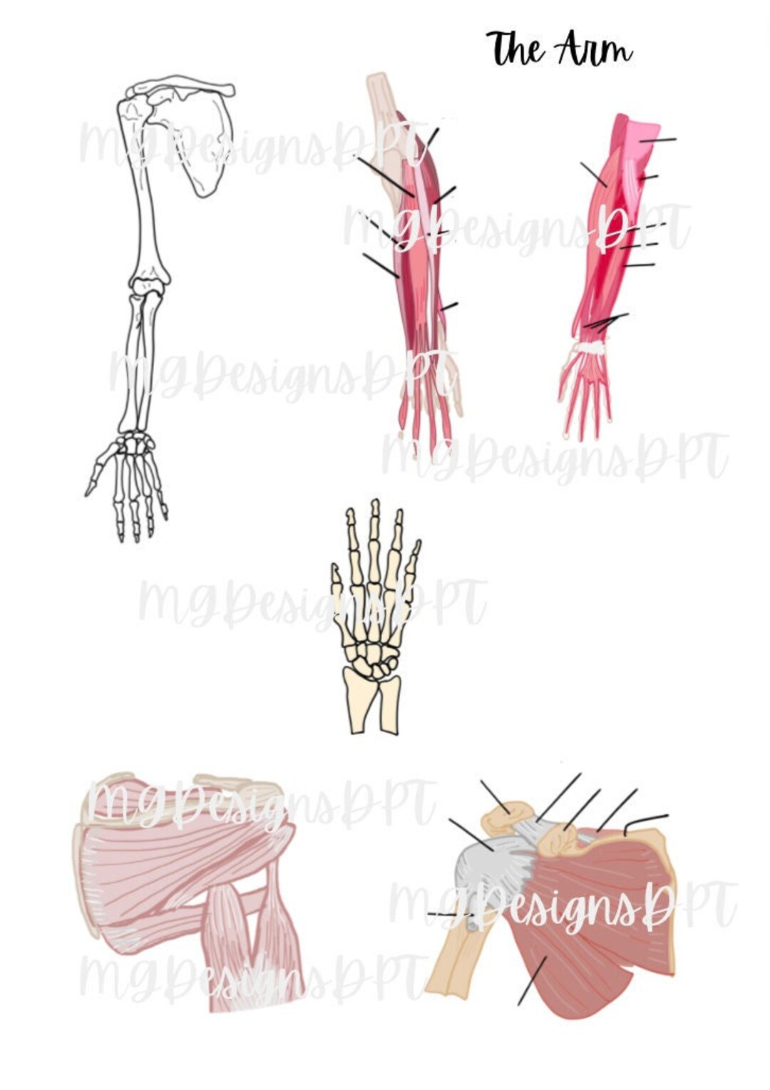 Arm Anatomy Cheat Sheet for Coloring and Labeling | Includes Anatomy ...