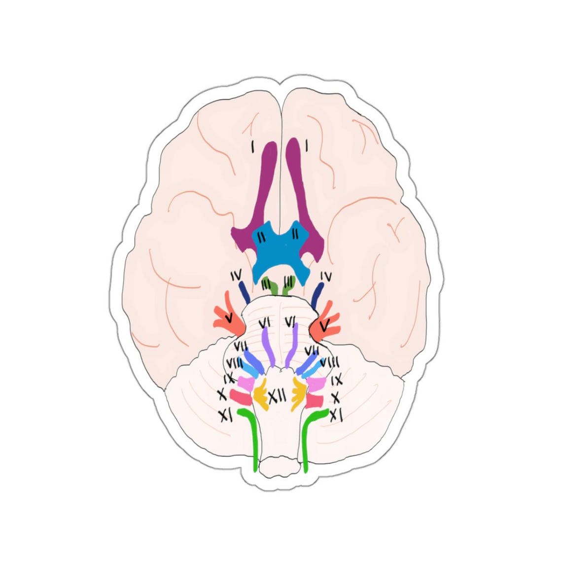 Cranial Nerves Sticker | Anatomy Sticker | DPT, Physical Therapy ...