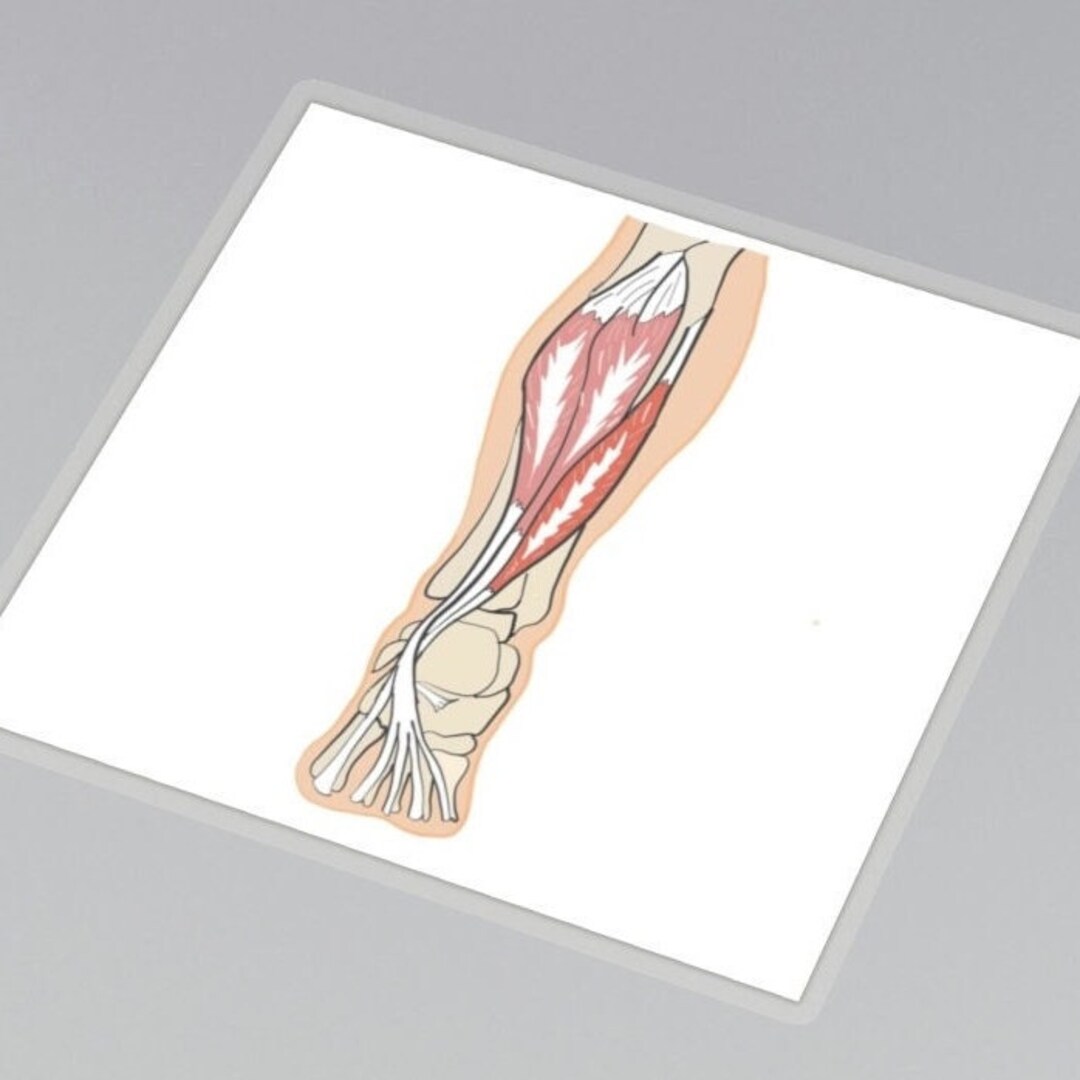 Dancer Anatomy of the Lower Leg Anatomy Sticker 2 X 2 FHL, Posterior ...