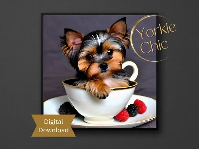 Teacup Yorkie