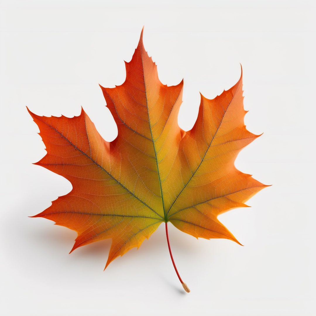 Single Red Maple Leaf - Etsy