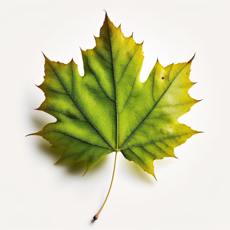 Single Green Maple Leaf - Etsy