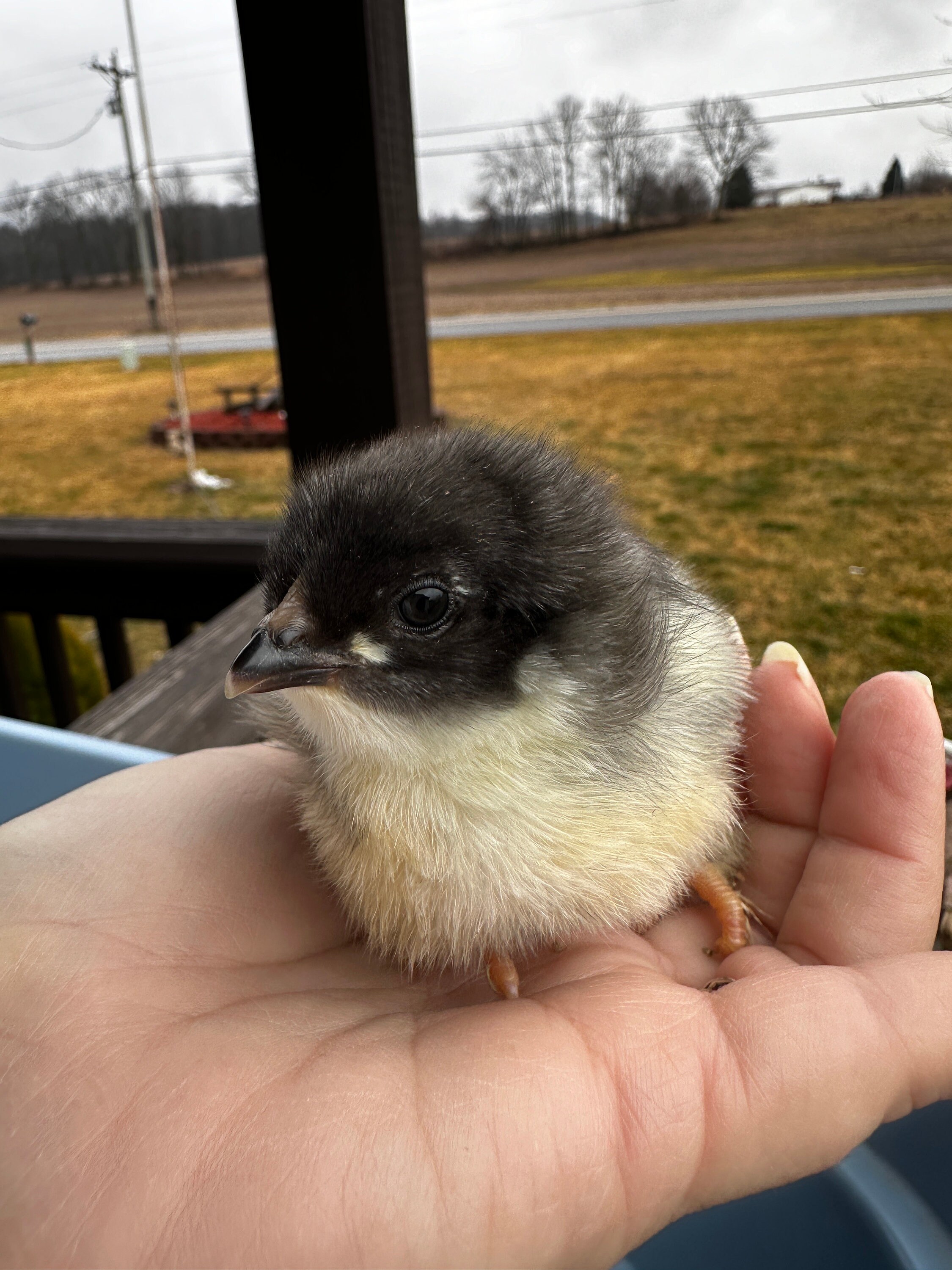 French Black Copper Maran Hatching Orbs - Etsy UK