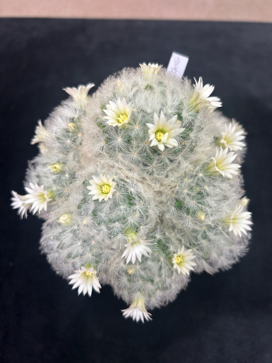 Mammillaria Plumosa - Feather Cactus - Etsy