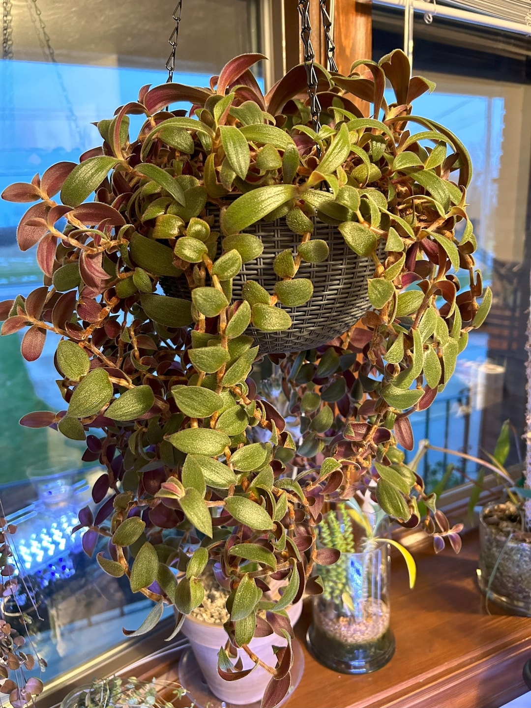 Cyanotis Kewensis Teddy Bear Vine - Etsy