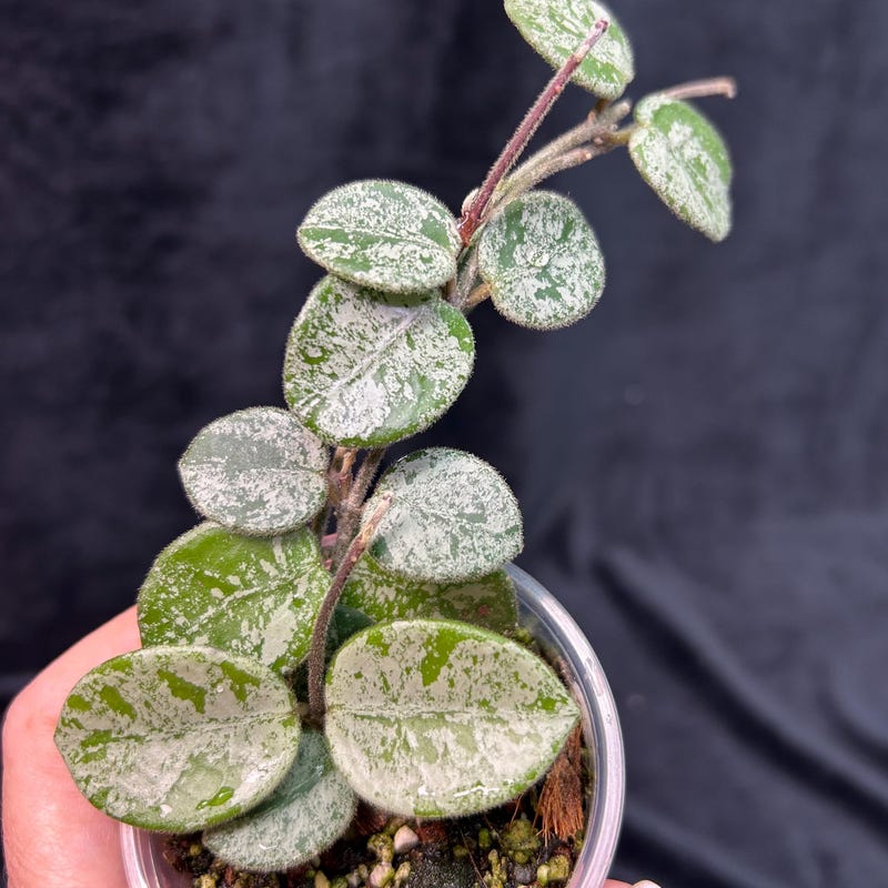 Hoya Mathilde - Etsy