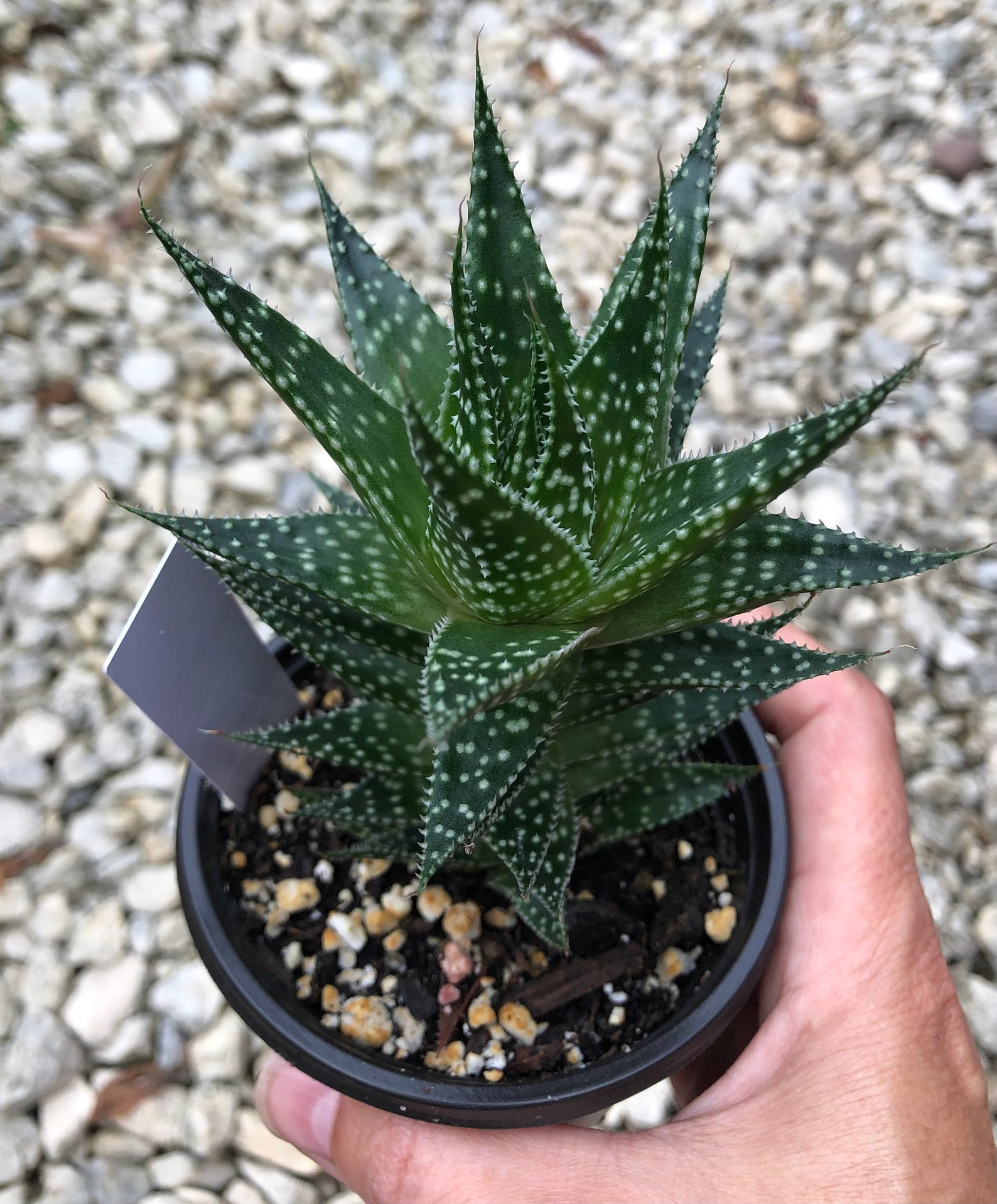 Lace Aloe Aristaloe Aristate - Etsy